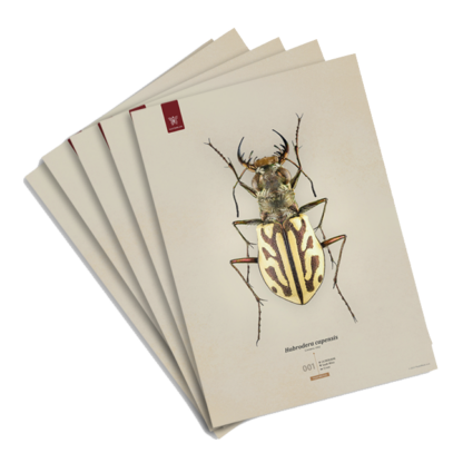 Insect Books – Illustrated Guides to Beetles of the World