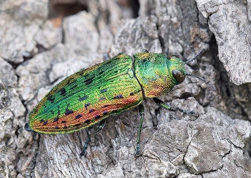 Jewel Beetle 500 Fascinatingand Buprestidae Insect