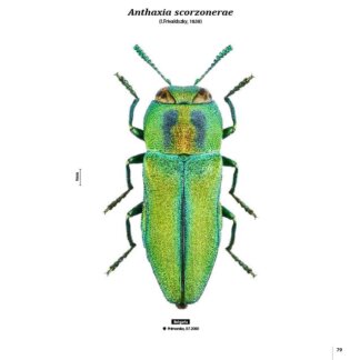 Buprestidae, 500 beautiful jewels of nature
