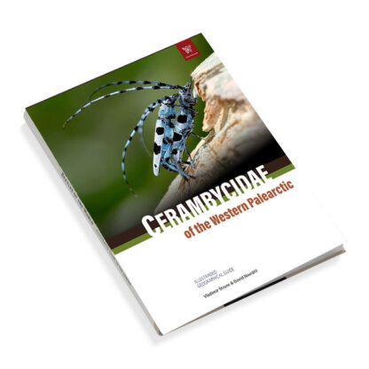 Australian rhinoceros cockroach