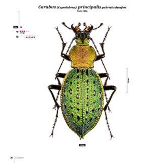 7 Interesting Carabidae: A Guide to Ground Beetles