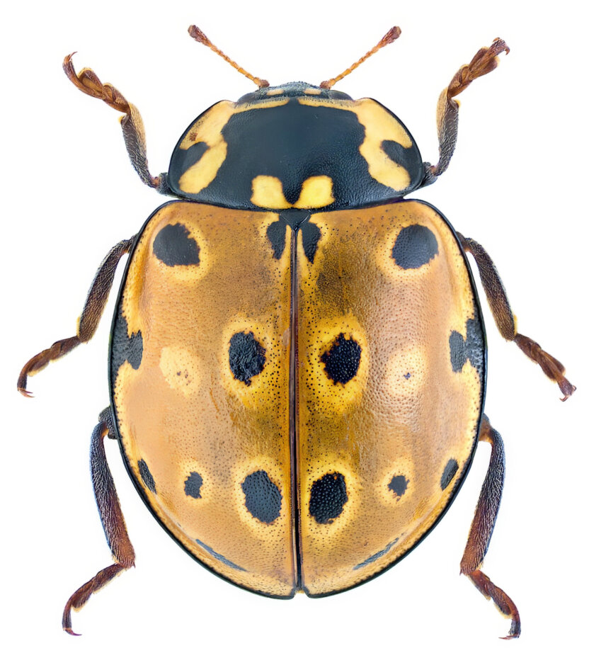 7 Fascinating Facts About the Ladybug Insect: A Helpful Guide to Coleoptera