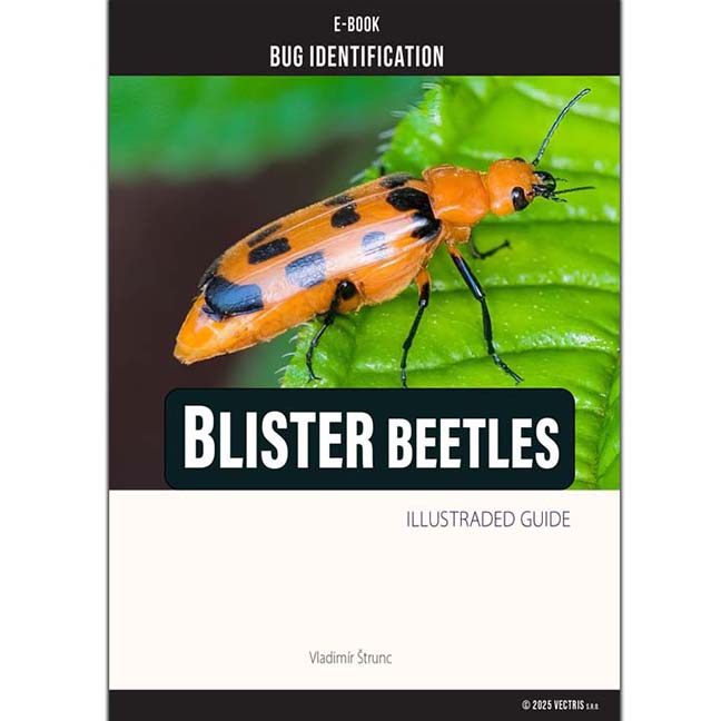Blister Bug