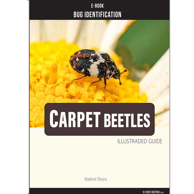 7 Types of Carpet Beetles: Shocking Facts and Identification
