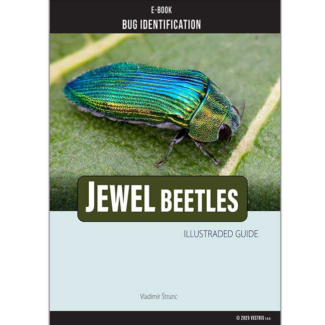 Bug Identification Jewel Beetles
