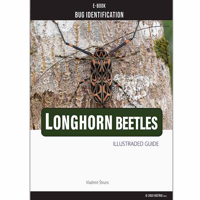 Bug Identification Longhorn Beetles