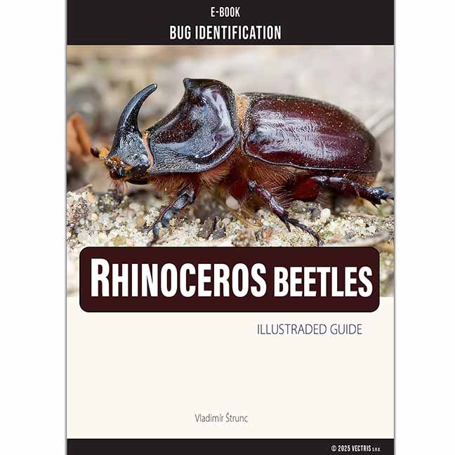 Bug Identification Rhinoceros Beetles