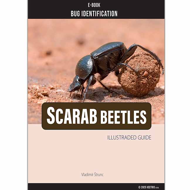 Bug Identification Scarab Beetles