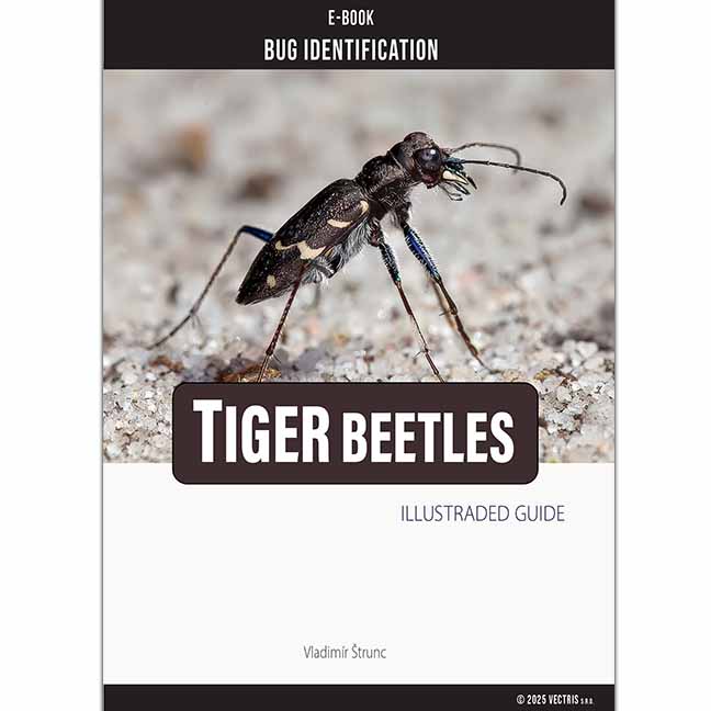 Tiger Beetle, 5 Facts About the Furious Cicindelidae