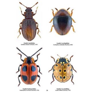 Discover the Best Beetle Identifier UK for Nature Lovers