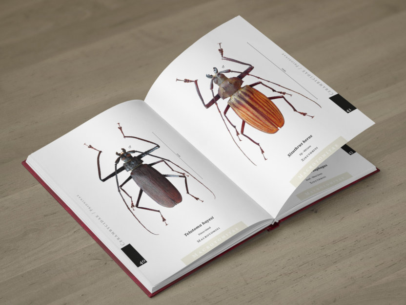 The Prionids of the World – Insect Books