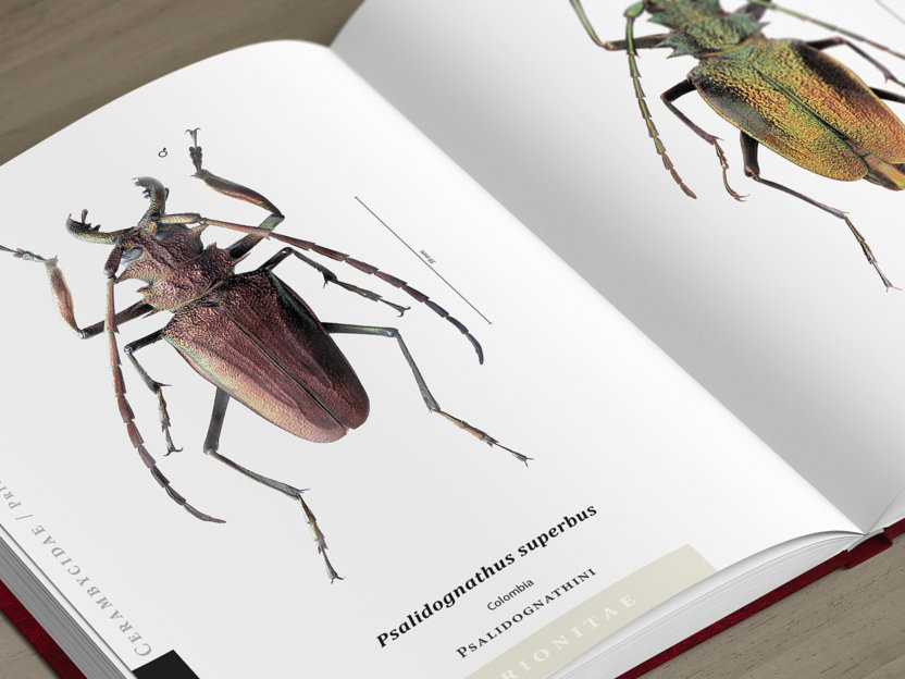 Prioninae: The Fascinating Prionids of Neotropical Region