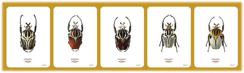 Goliath Beetle: 10 Fascinating Facts About Africa's Marvelous Titan Insect