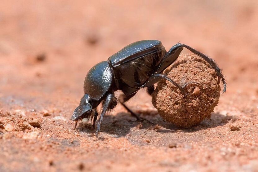 10 Fascinating Facts About Scarabaeidae Beetles' Diversity