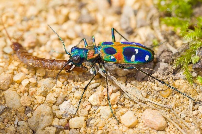 Cicindelidae, Unleashed Insights on 2600 Tiger Beetles