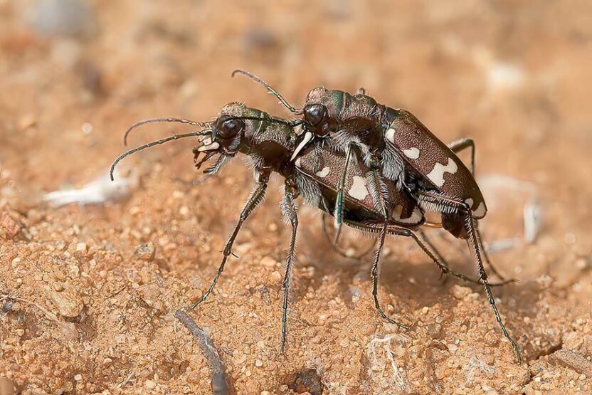 Tiger Beetle, 5 Facts About the Furious Cicindelidae