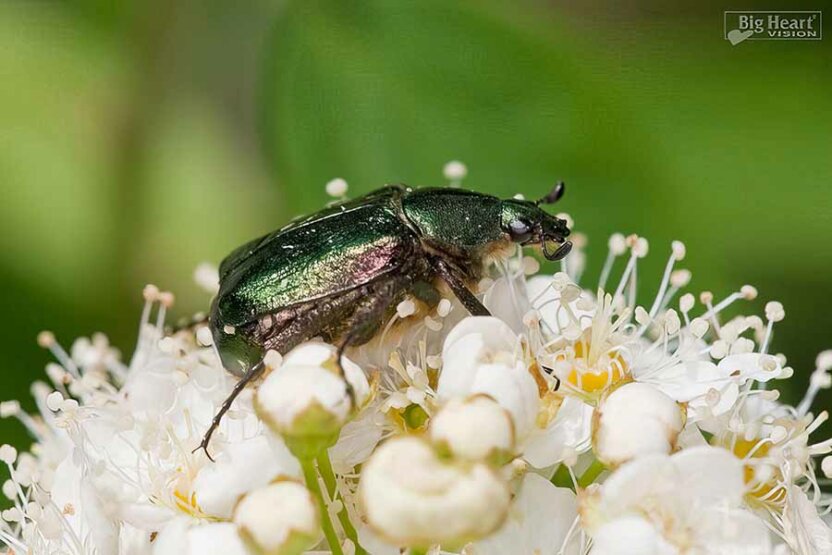 5 facts about June bugs