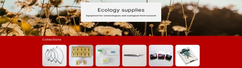 Discover the Best Beetle Identifier UK for Nature Lovers